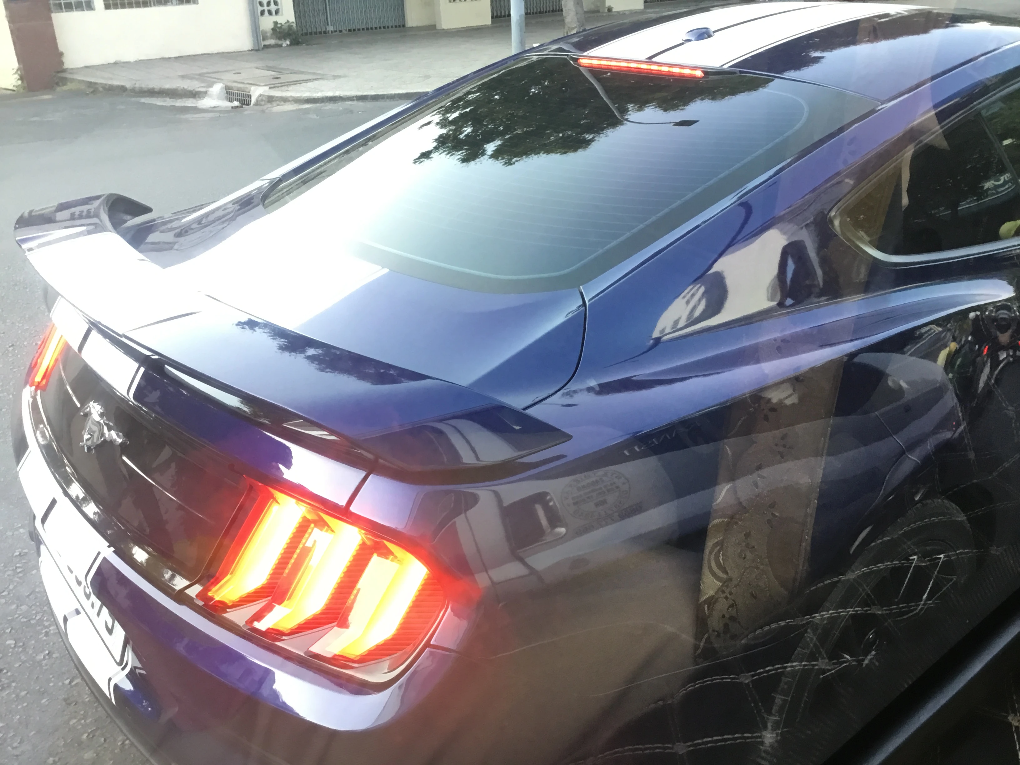 Fat mustang i spotted a few days ago | Fandom