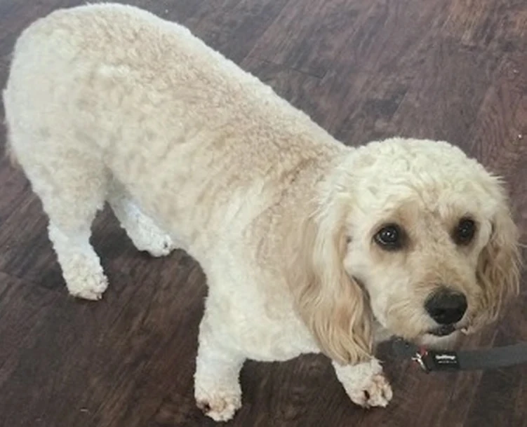 IRL Skye (or Coral) | Fandom