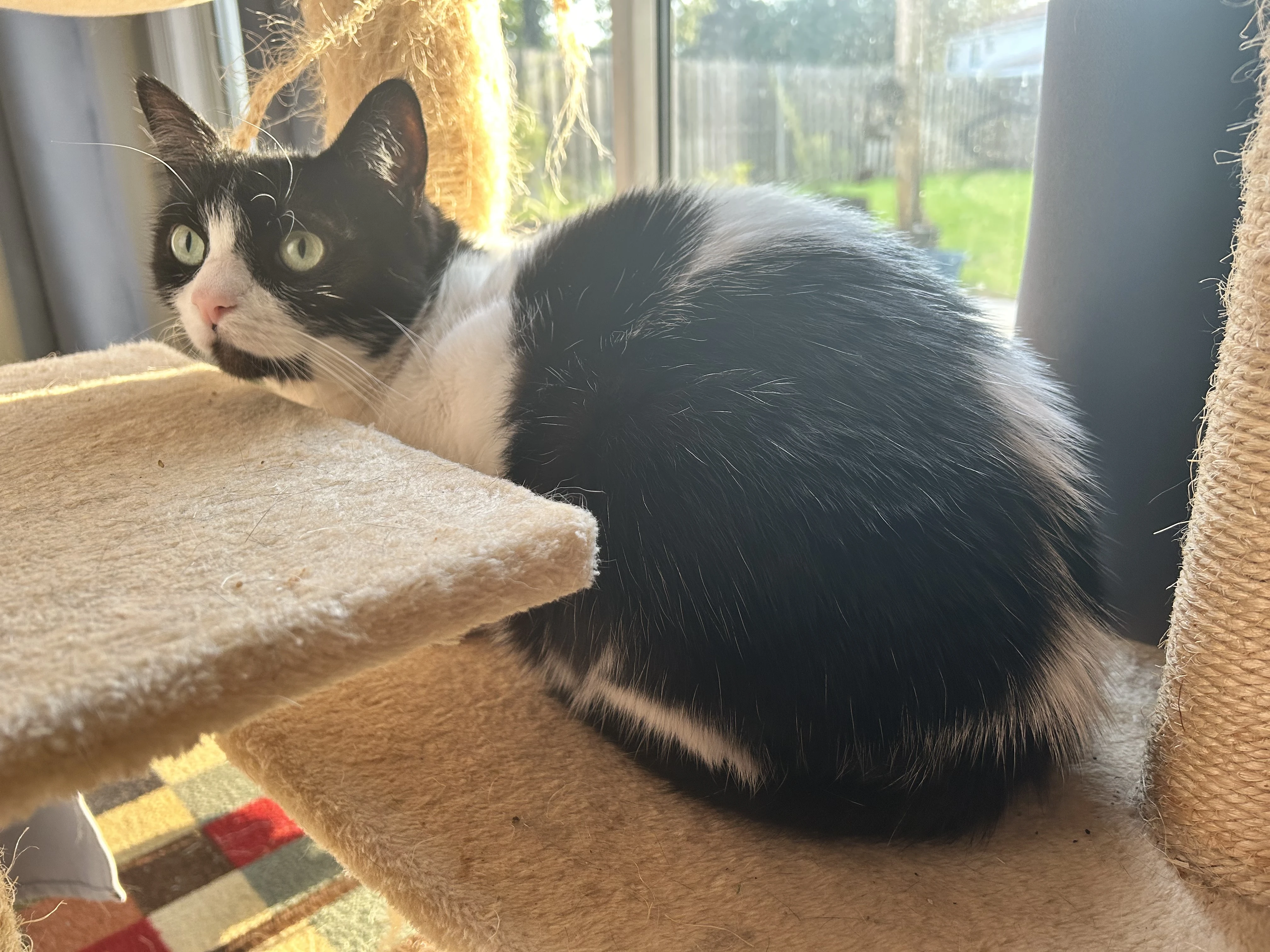 yep, another cat post- | Fandom