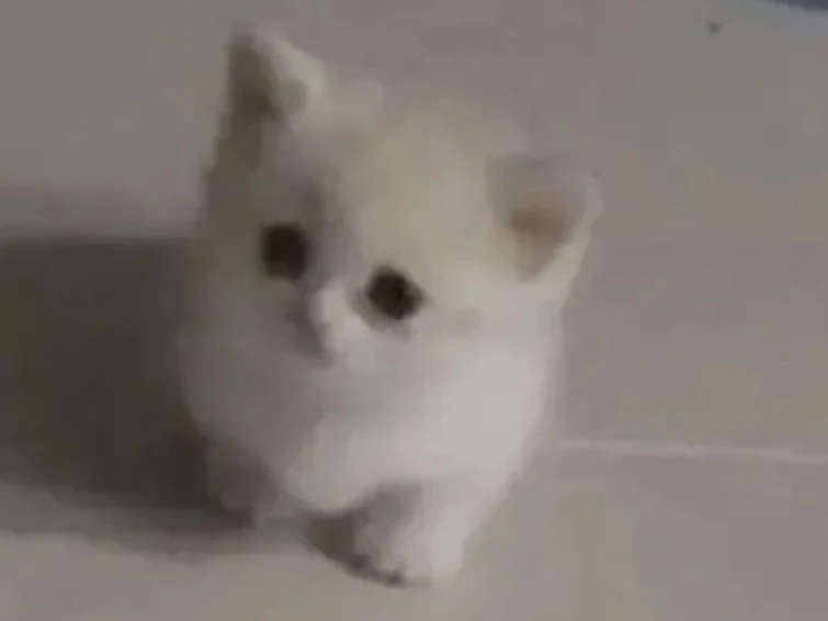 Putting wof characters in skrunkly cat photos | Fandom