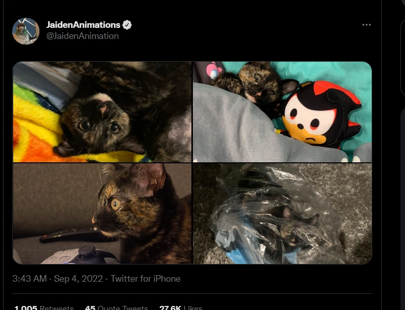 Jaiden recently got a cat | Fandom