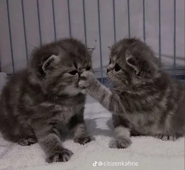 Discuss Everything About Numberblocks Wiki | Fandom