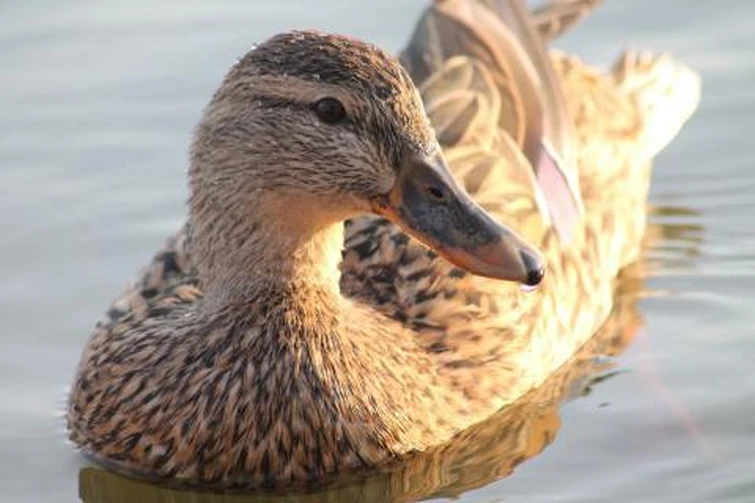 Daily Duck Image 3# | Fandom
