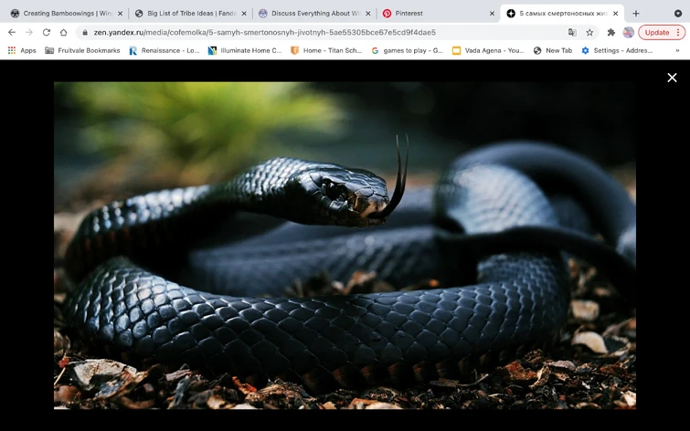 My thought on the dragonbite viper description | Fandom