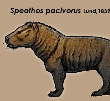 Discuss Everything About Dinopedia | Fandom