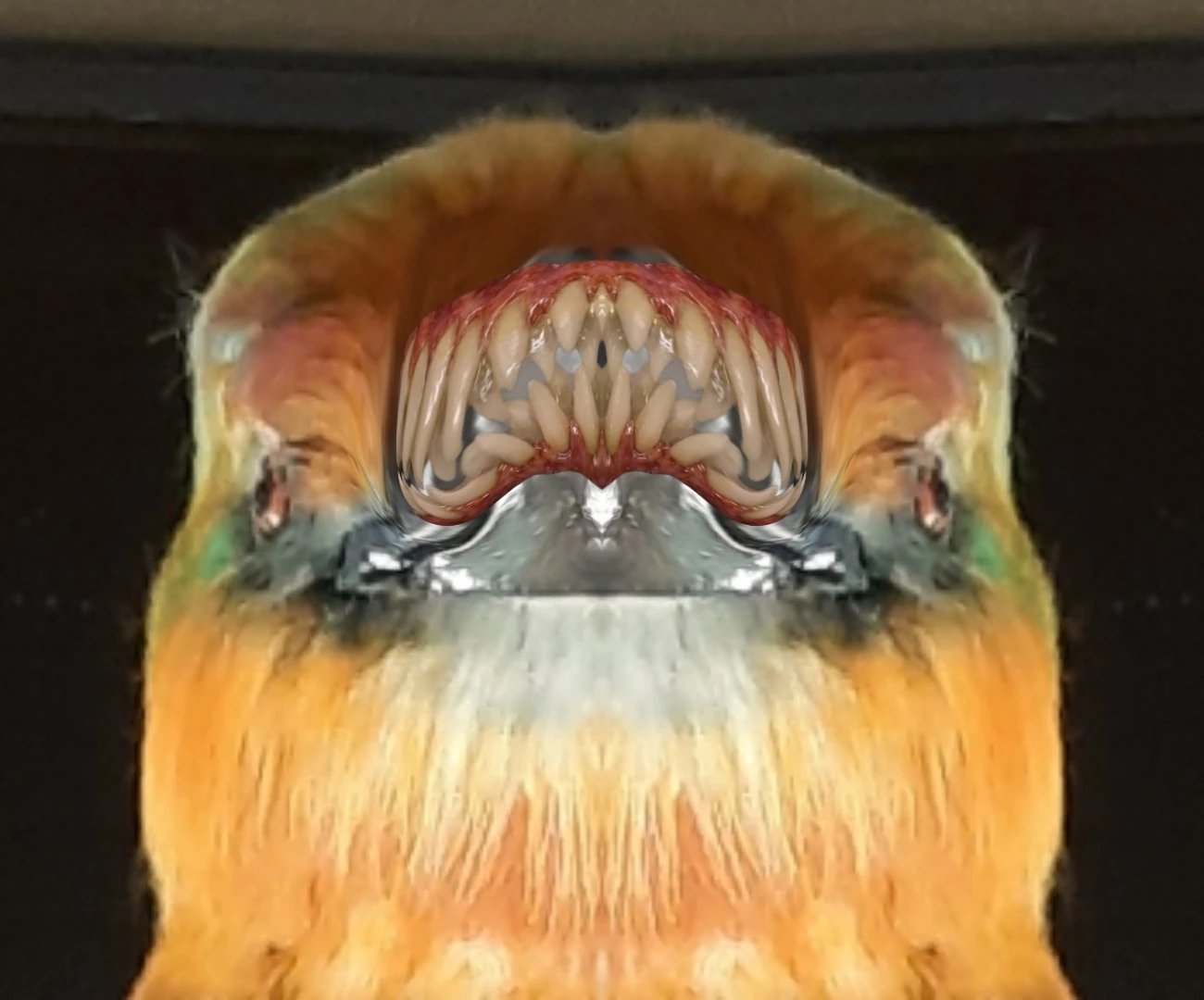 Just a joke phase | Fandom