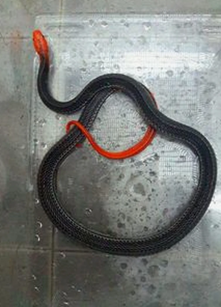 uhh yeah getting some snake photo for a soon oc >;3 | Fandom