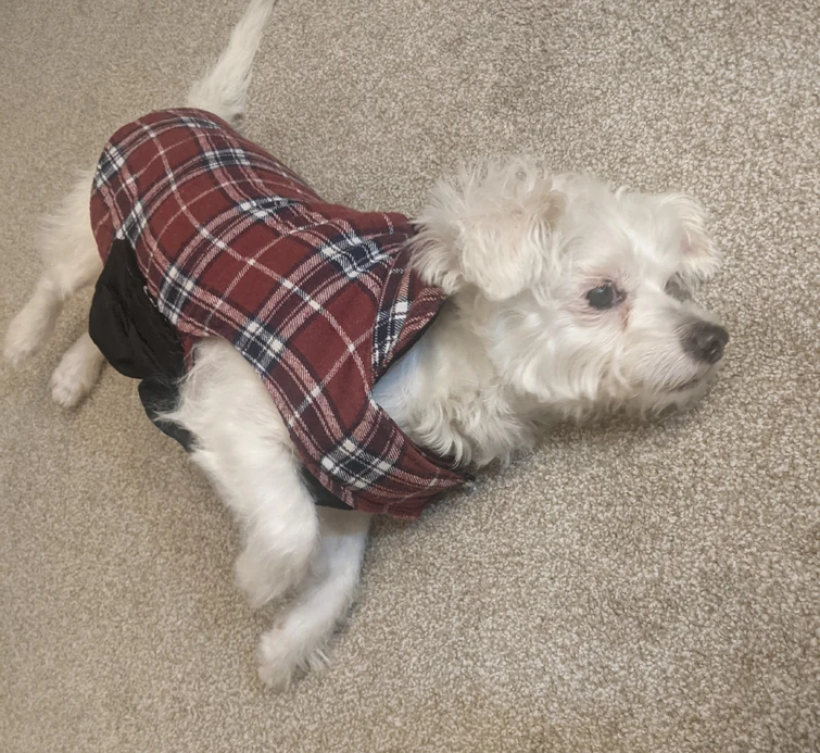 funny pictures of dog | Fandom