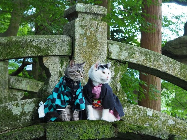 Kimetsu No Yaiba characters as cats | Fandom