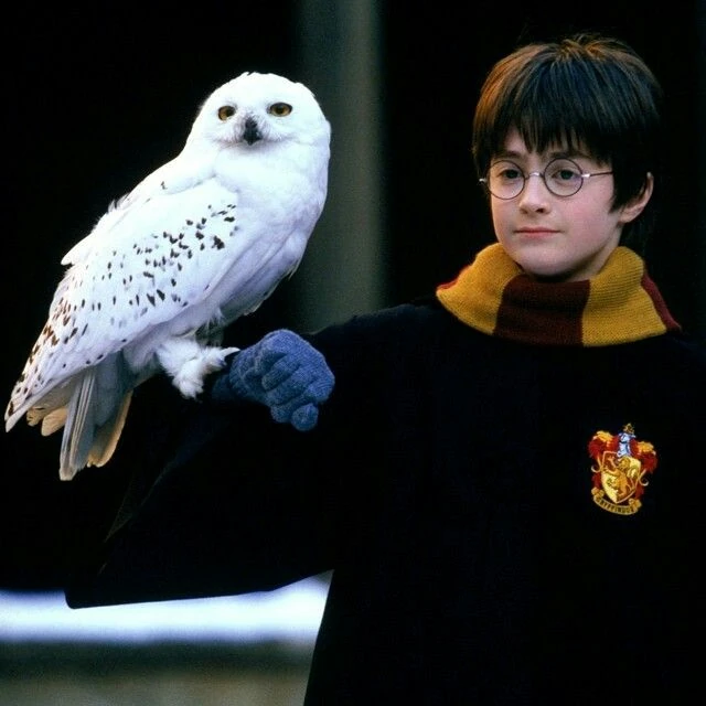 Significado de la muerte de Hedwig | Fandom