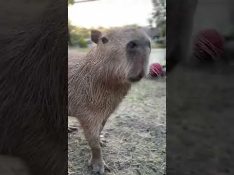 barking capybara | Fandom