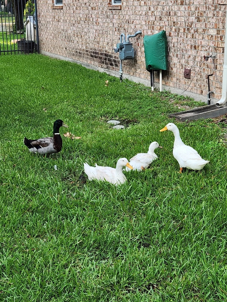 Duck deck dock april | Fandom
