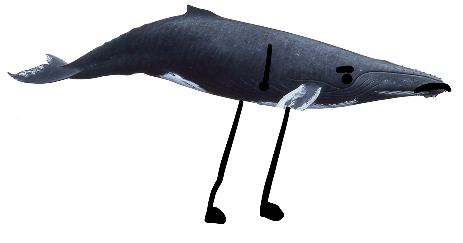 new animal unlocked: whale | Fandom