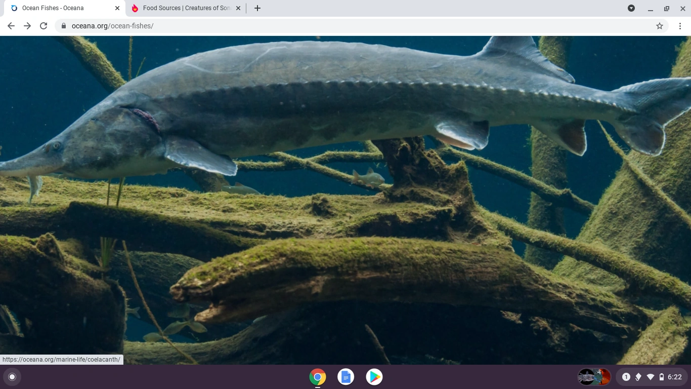 WHY DID I NEVER KNOW THAT THE FISH NPCS WERE REAL | Fandom