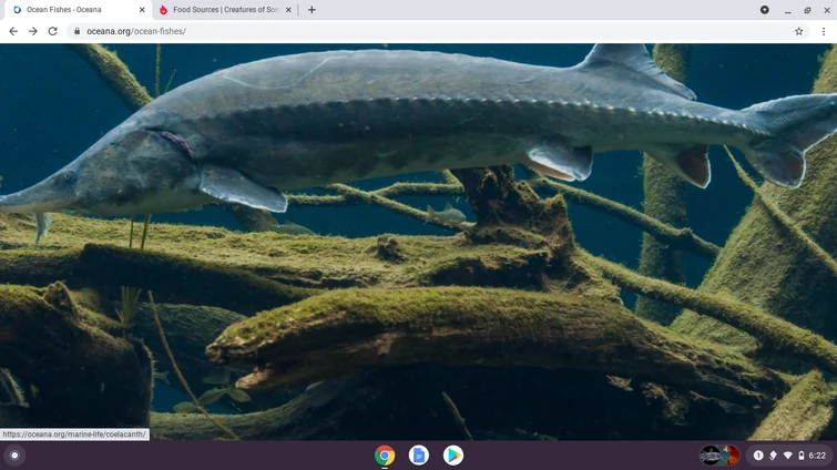 WHY DID I NEVER KNOW THAT THE FISH NPCS WERE REAL | Fandom