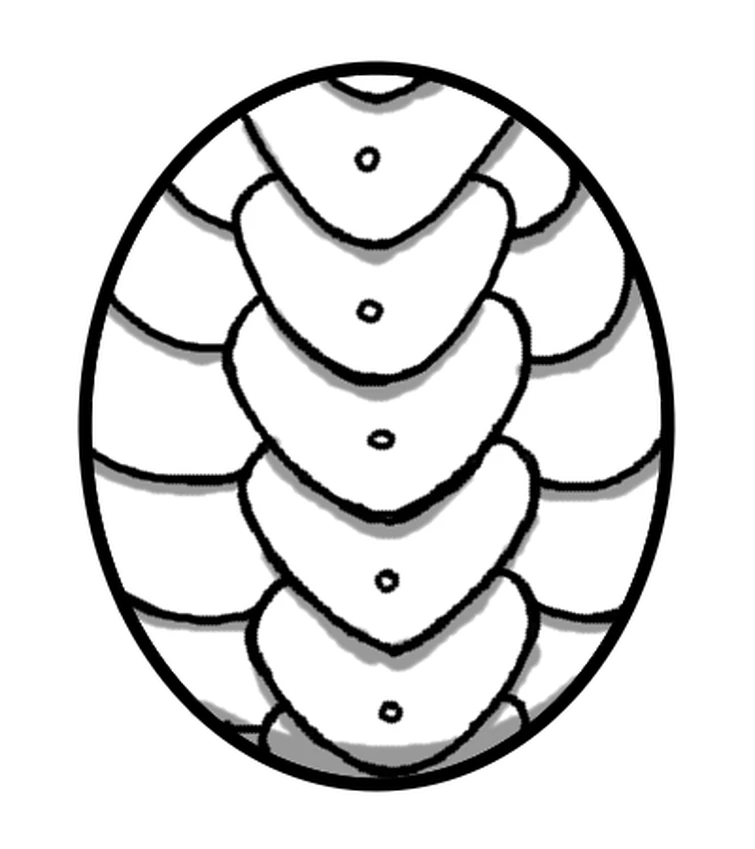 HiveWing Egg Base [F2U] | Fandom