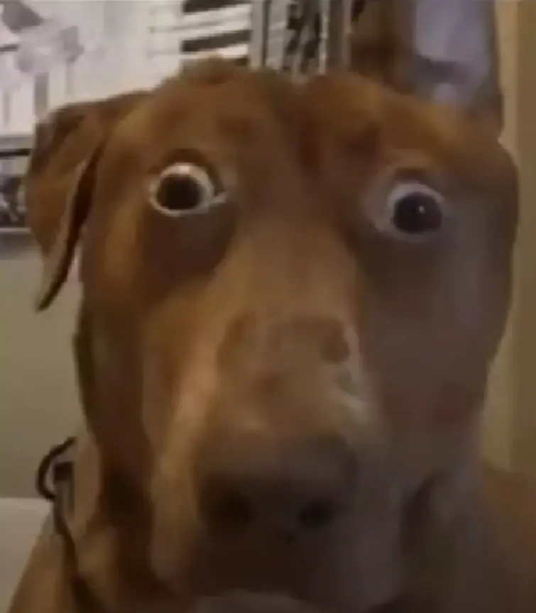 Discuss Everything About The Daily Object Show Wiki | Fandom