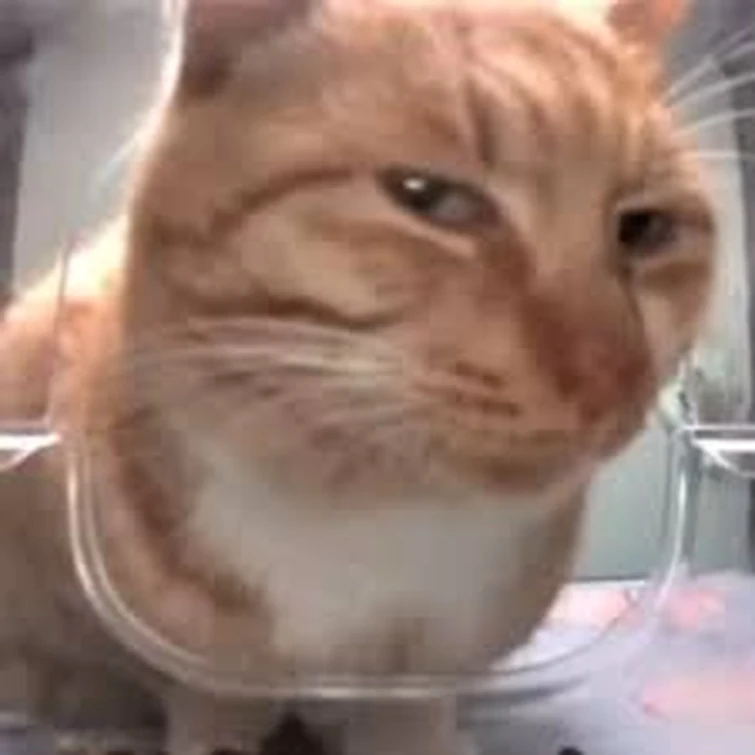 Chonkest creature design?? (No body shaming) I wanna make a CaseOh Skin ...