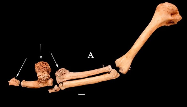 Rap battles of pre-history: Episode 1 - Dodo Bird vs Rodrigues ...