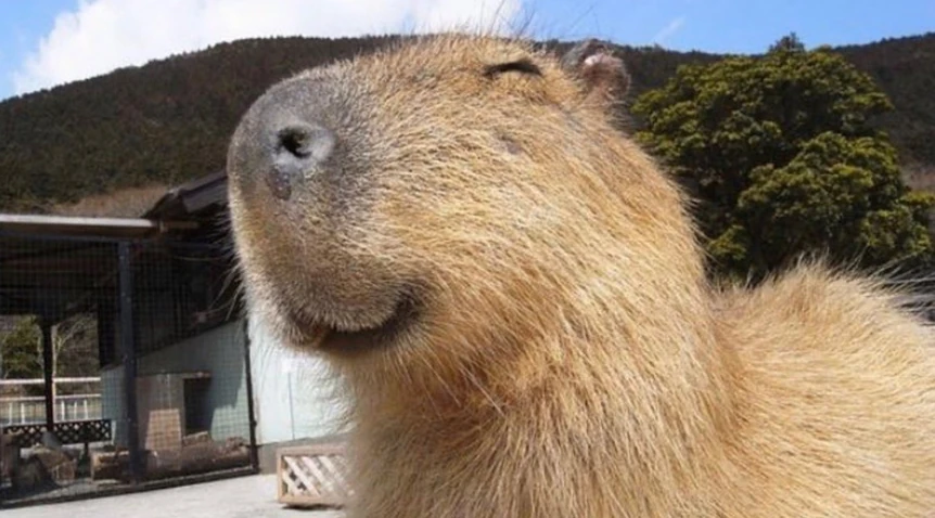 ️ Capybaras | Fandom