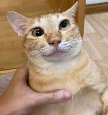 Discuss Everything About Centaura Wiki | Fandom