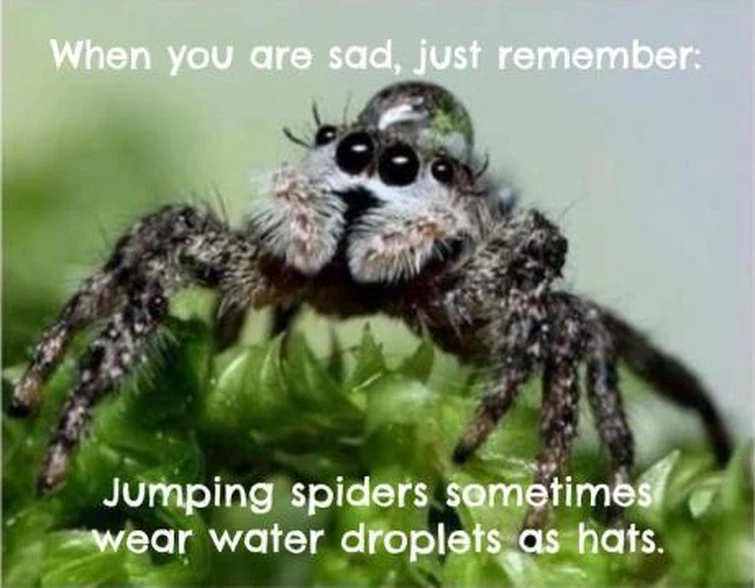 spiders can cure sadness | Fandom
