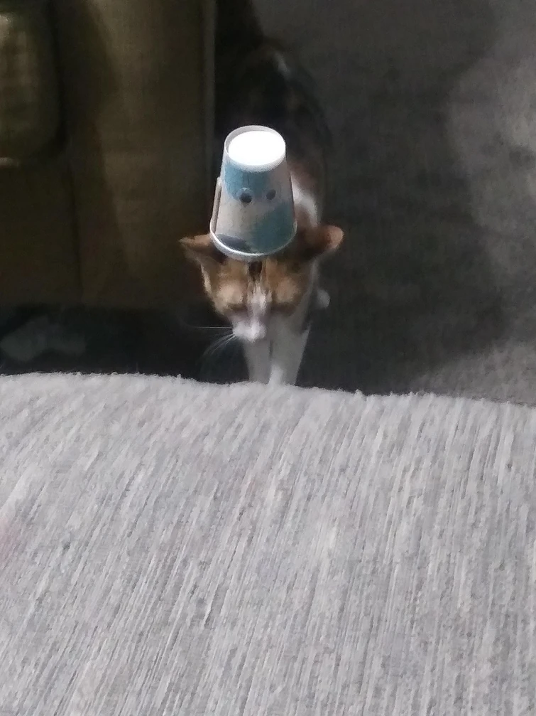 do have any irl friends that like object shows | Fandom