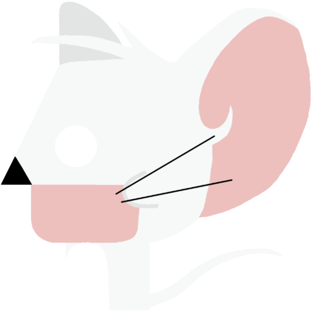 Name: Explosive White Mouse | Fandom