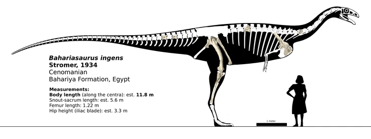 Bahariasaurus by Random | Fandom