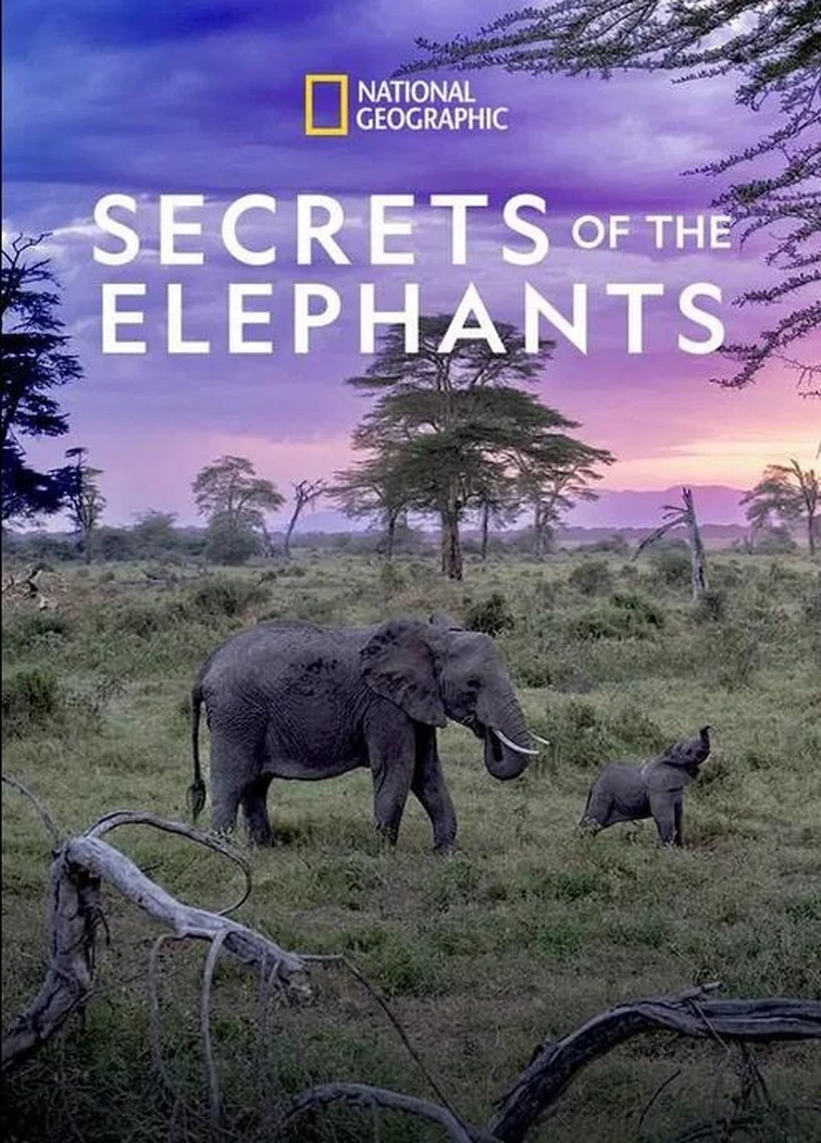 Possibility for "Secrets of the Elephants" | Fandom