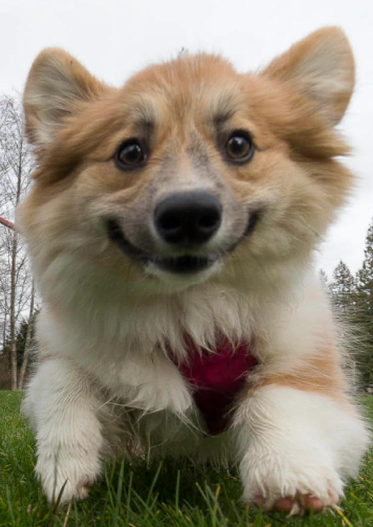 Ask me stuff, or something like that | Fandom