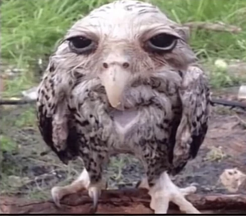 Uh hello hello? | Fandom