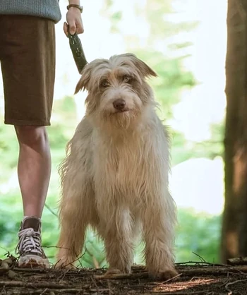 Barney (TV Series) | A Good Girls Guide to Murder Wiki | Fandom