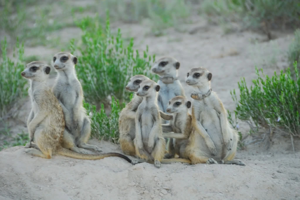 The Researchers | A meerkat Life Wiki | Fandom