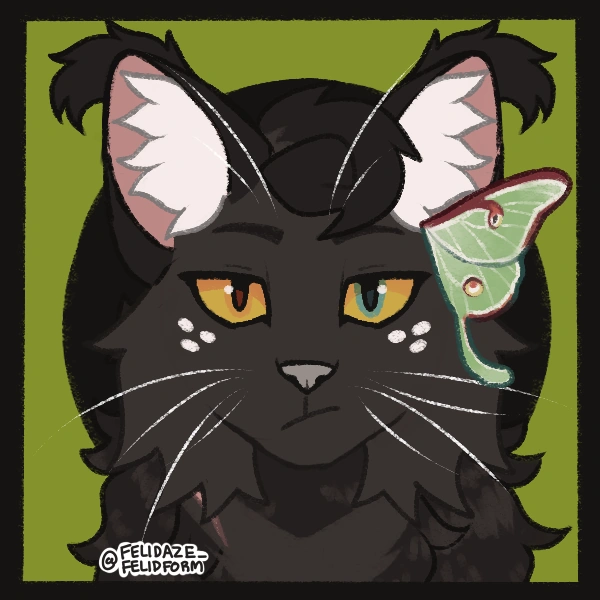 Jackdawpaw | A Silent Hope Wiki | Fandom