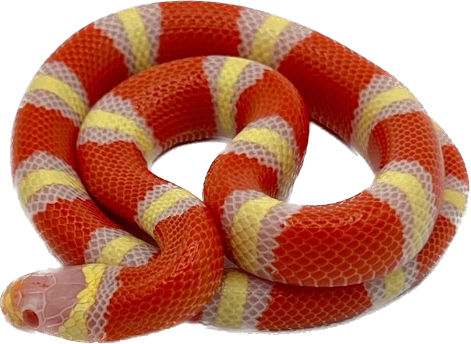 Falcon snake | A-z Wiki | Fandom