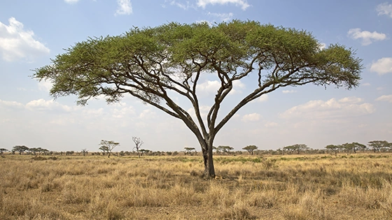 African savannah tree | A-z Wiki | Fandom