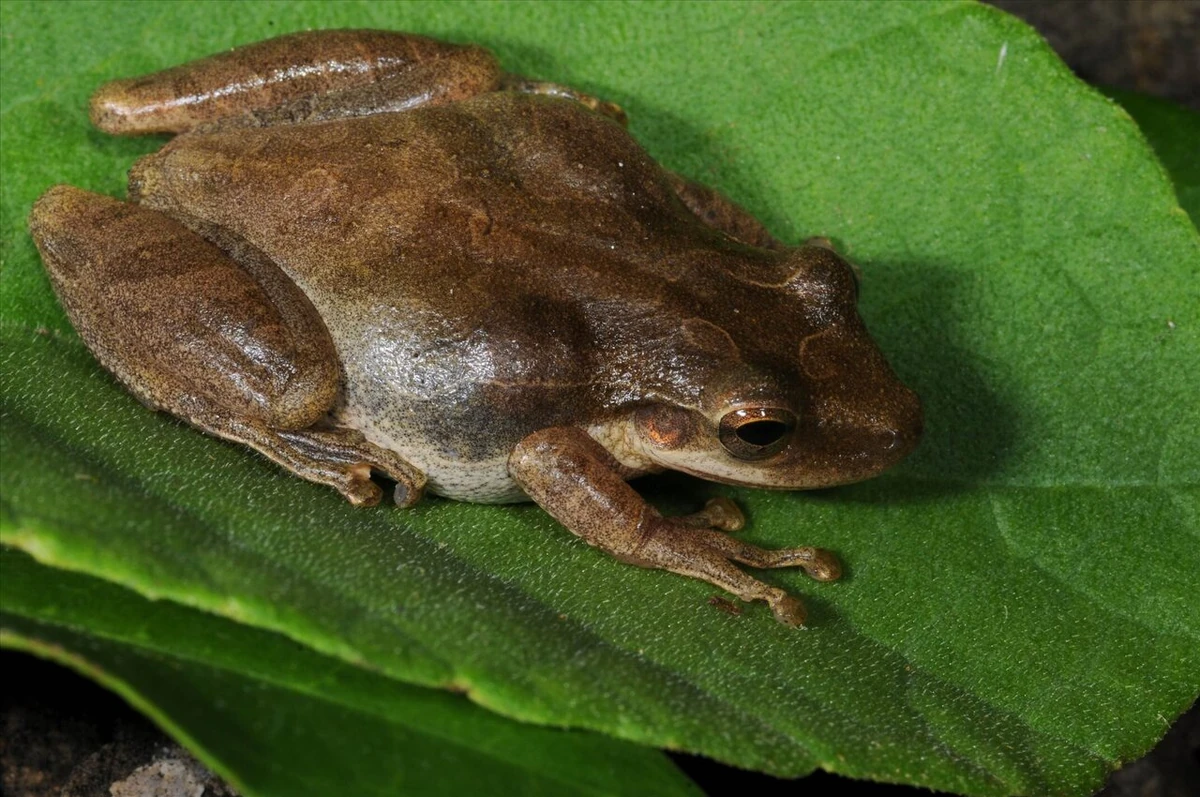 Galapagos water frog | A-z Wiki | Fandom