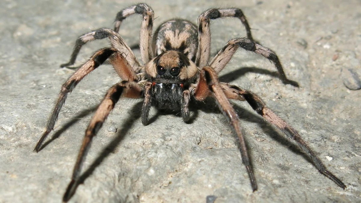 Blide spider | A-z Wiki | Fandom