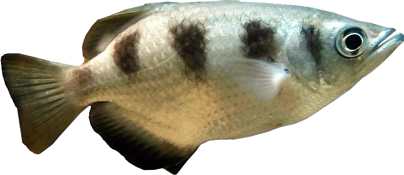 Archerfish | A-z Wiki | Fandom