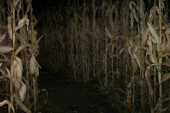 Backrooms Level 485 Cornfield Mazes | Fandom