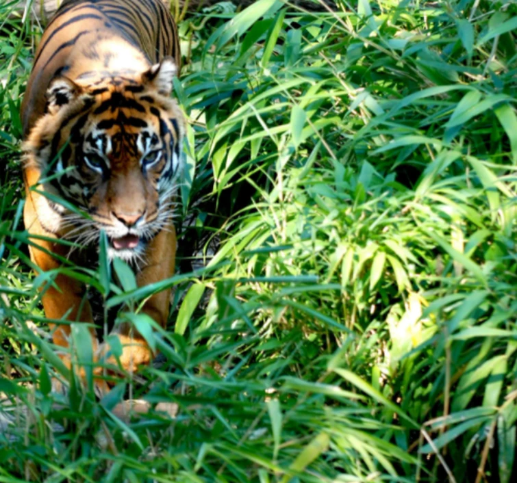 Discuss Everything About Loomian Legacy Wiki | Fandom