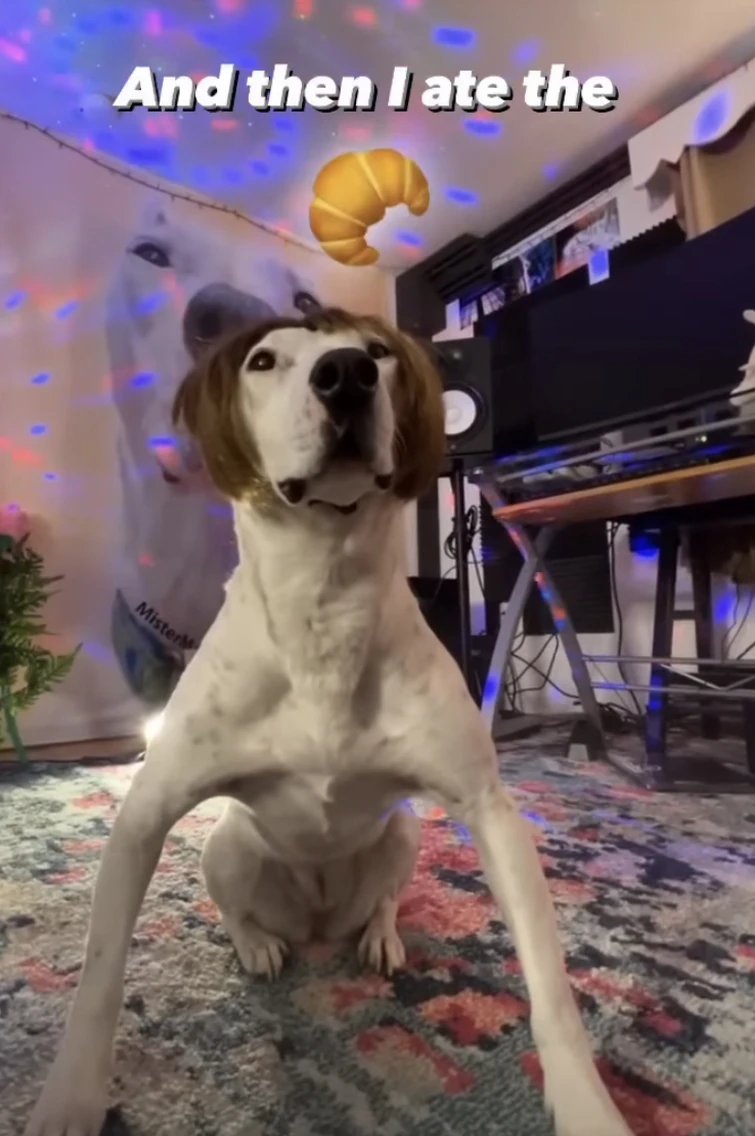 I wanted to watch dog videos why is meiko here | Fandom