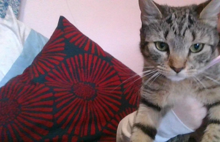 All posts by Pansexual non-binary person | Fandom