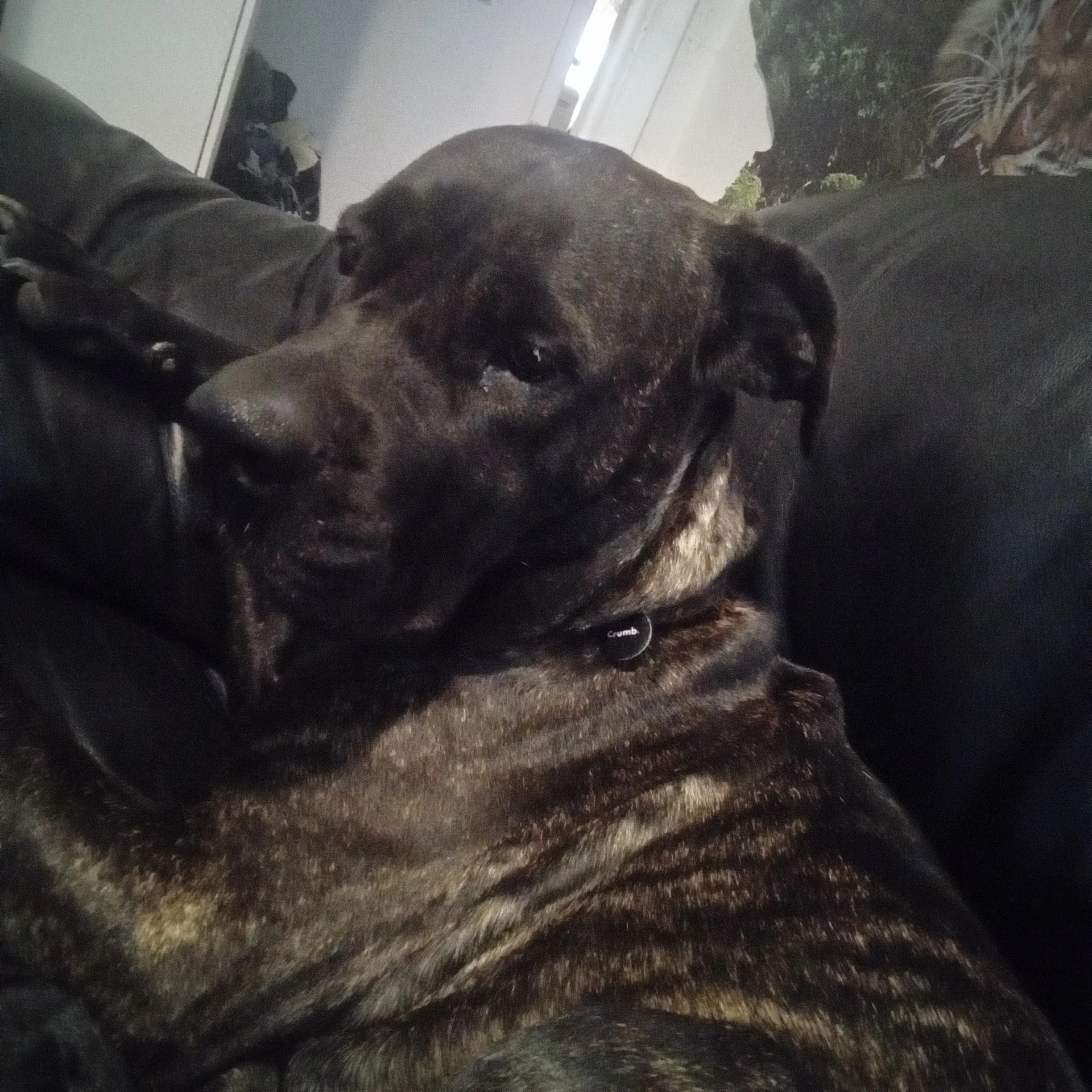 my dog :D | Fandom
