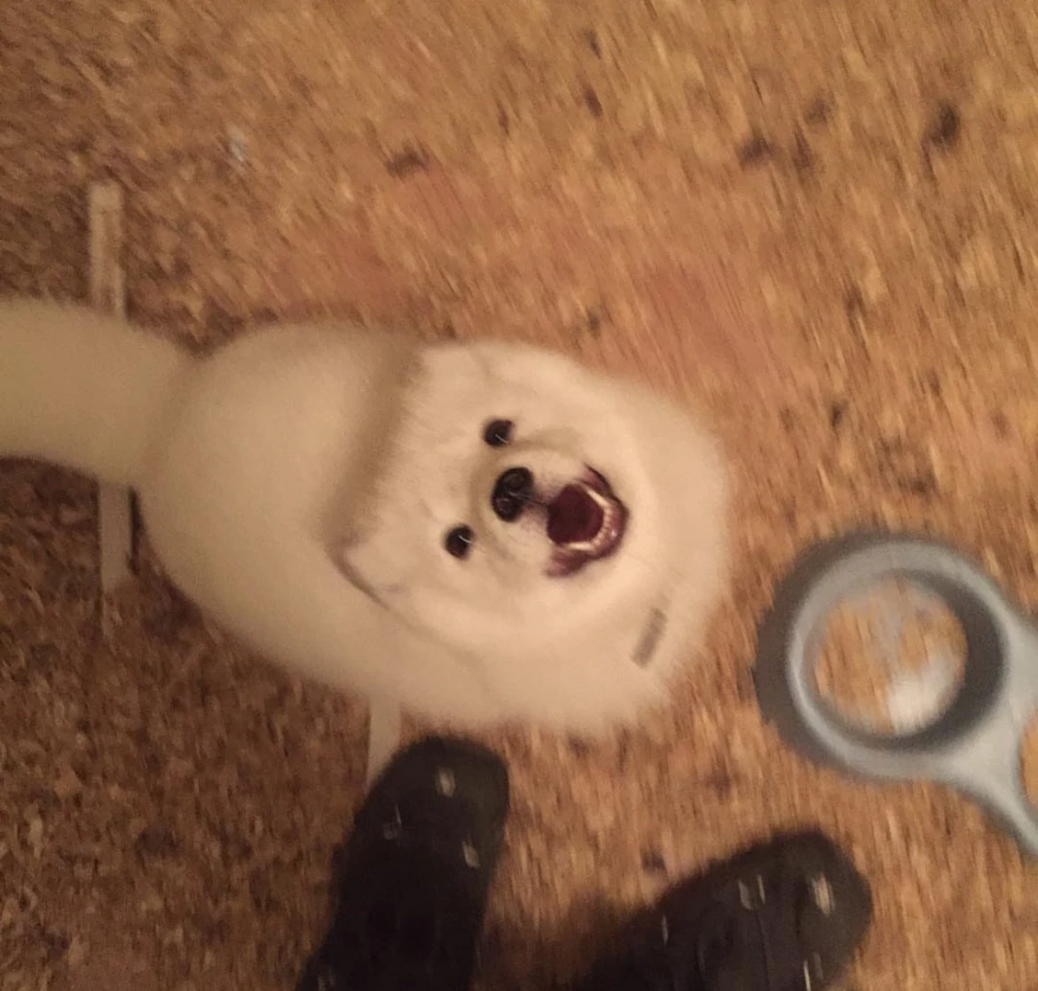 Ermm hii (this is my OLD account from yrs ago) | Fandom