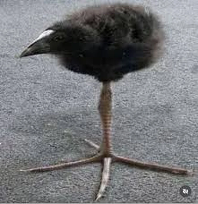 once there was an rich bird | Fandom