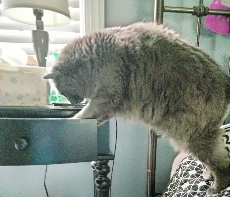 Big cat caught rummaging through my drawer | Fandom