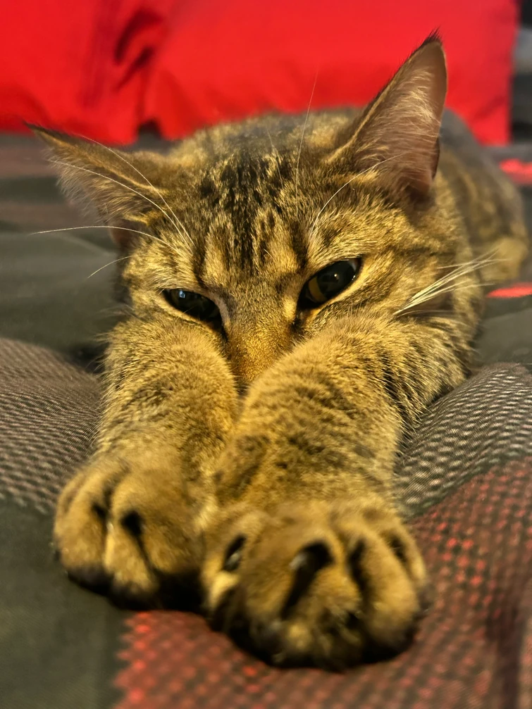 Part 2 of what to do with my bday (photos of Gizmo eating) | Fandom