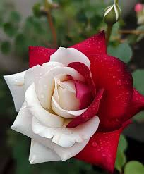 Todoroki Rose | Fandom